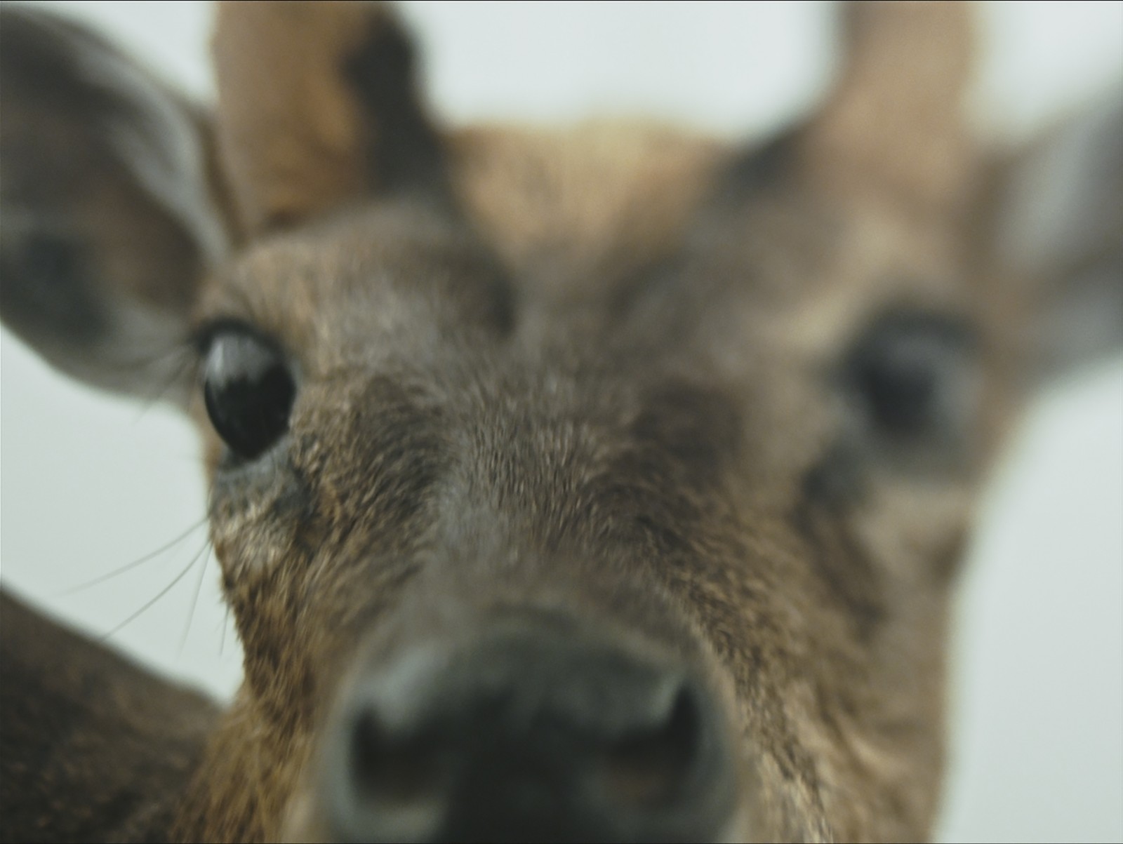 Animus Animalis (Stāsts par cilvēkiem, dzīvniekiem un lietām) | RIGA IFF